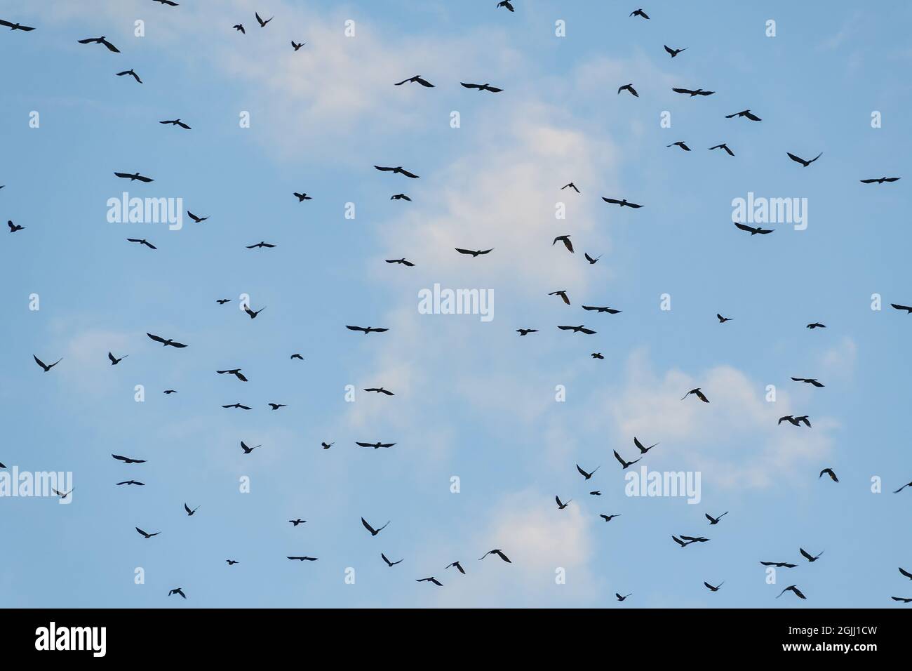 Flock birds flies in formation hi-res stock photography and images - Alamy
