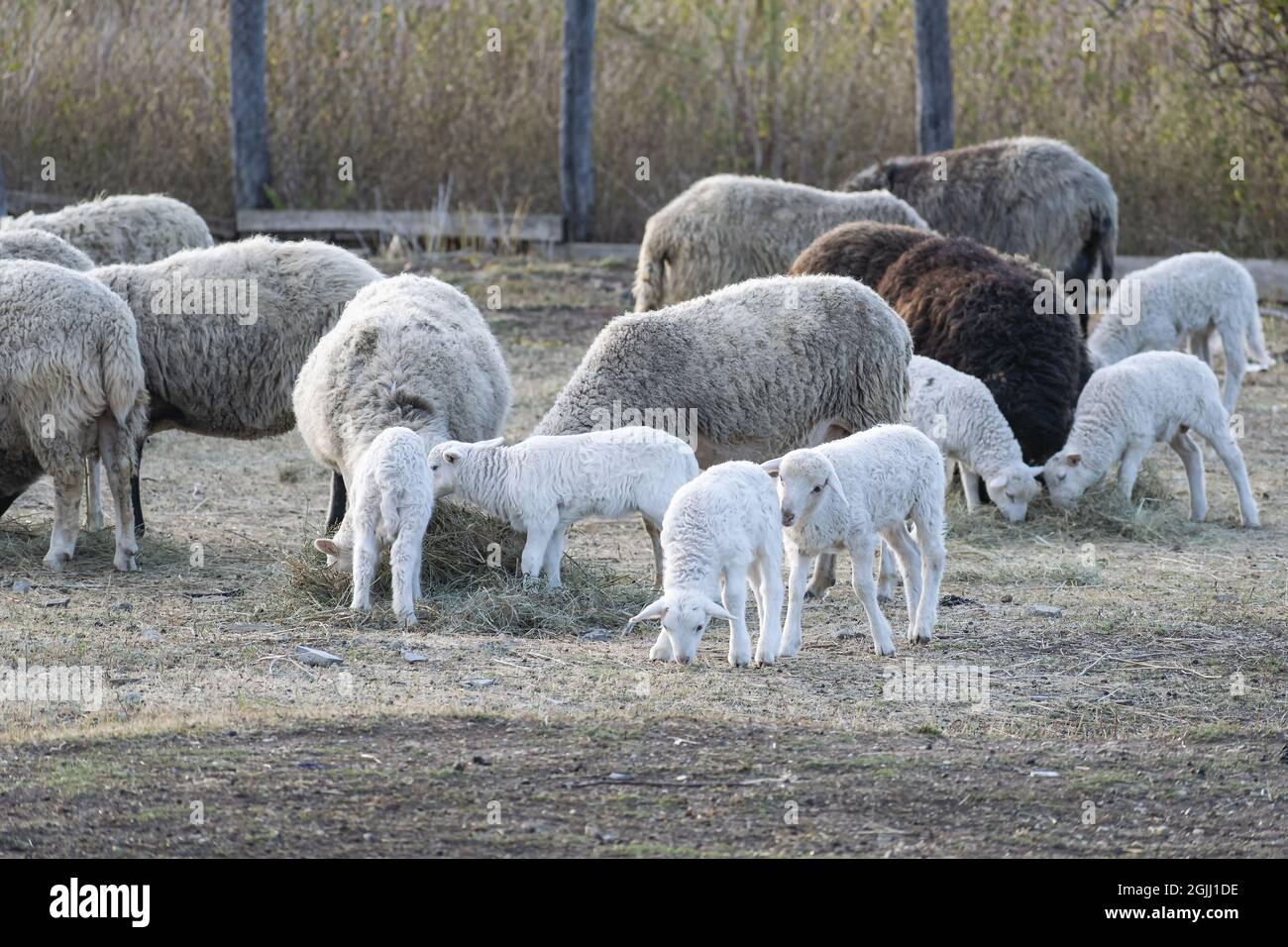 A small flock of sheep and young lambs graze on the open lawn Stock ...