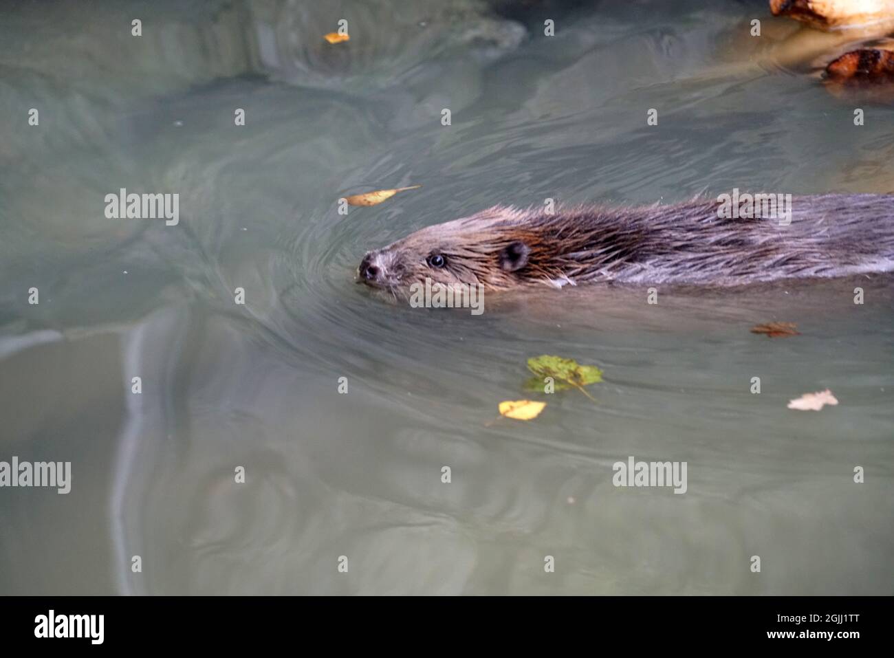 Closeup of a beaver swimming in the water, during daylight Stock Photo ...