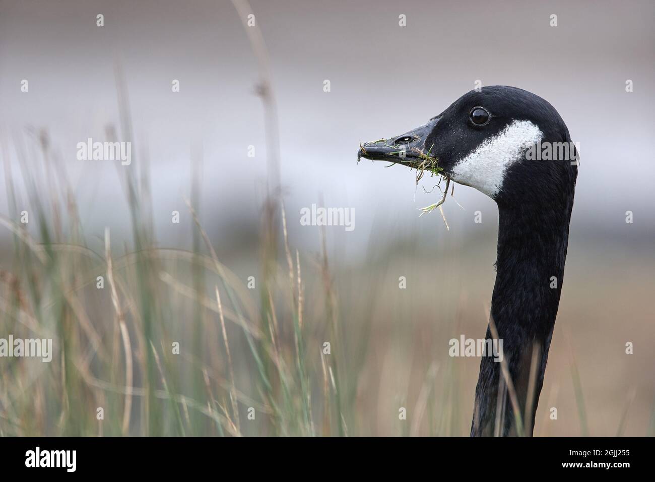 Canada Goose Branta canadensis disturbed from feeding - Derbyshire UK ...