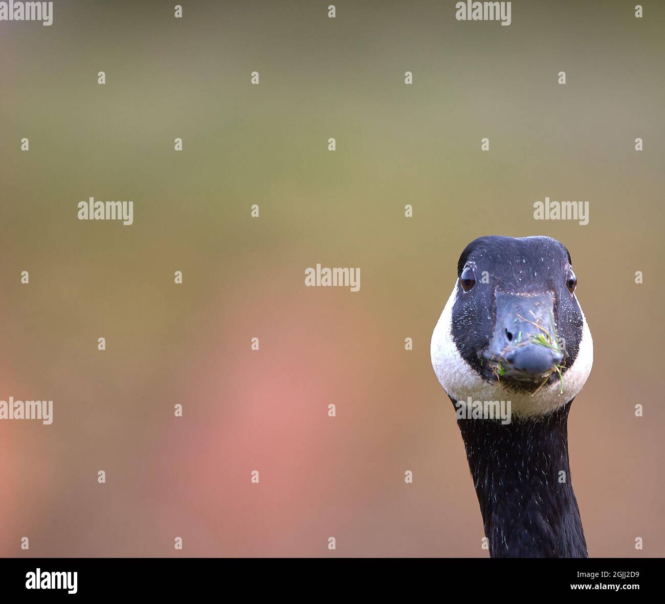 White faced goose hi-res stock photography and images - Alamy