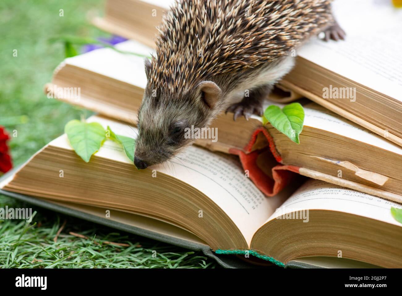 playful hedgehog crawls on books open in a clearing Stock Photo - Alamy