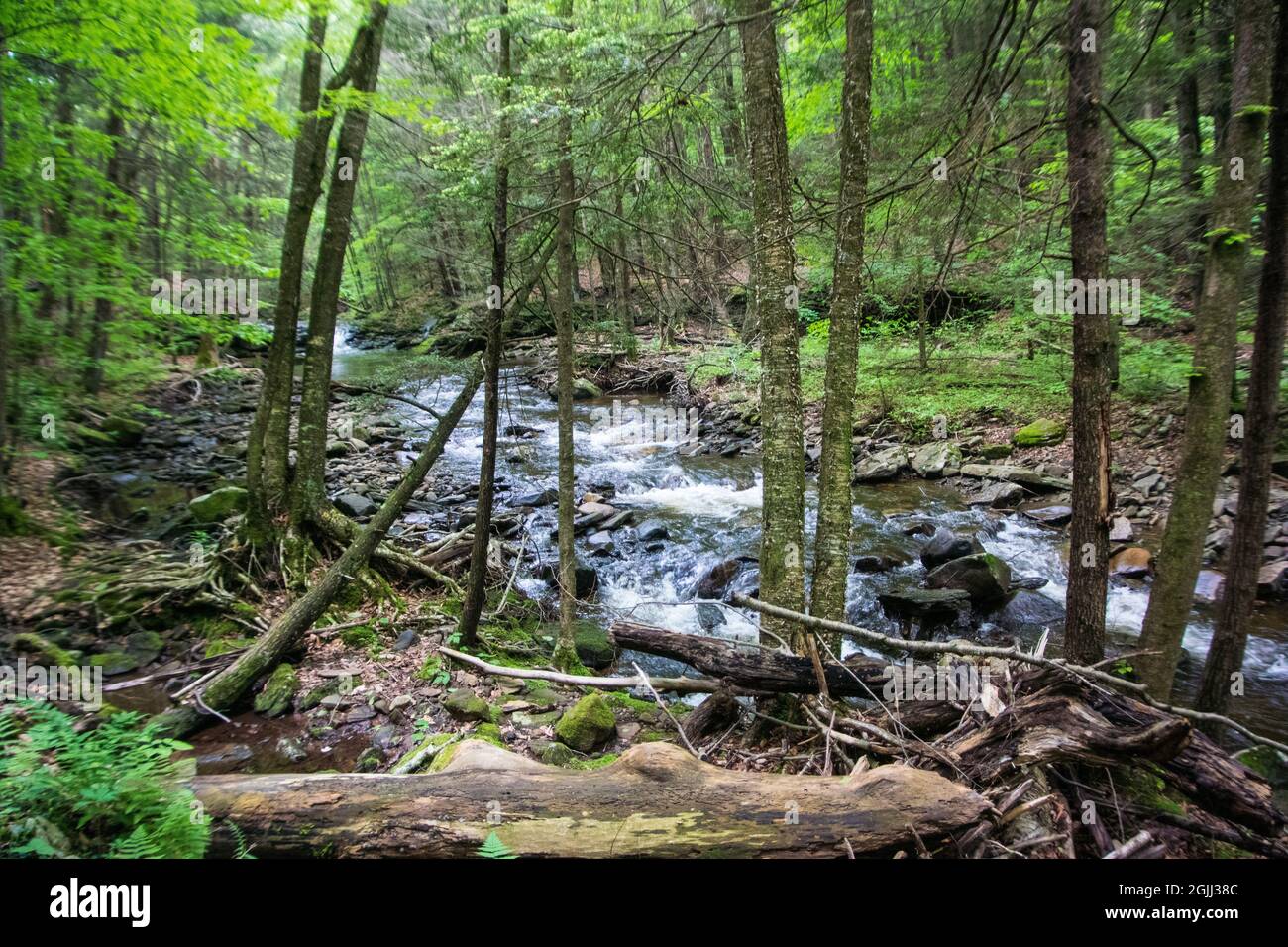 Stream rapids through the woods Stock Photo - Alamy