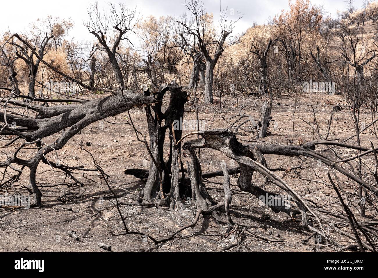 Forests and olive tree plantations near Agia Anna were devastated by ...