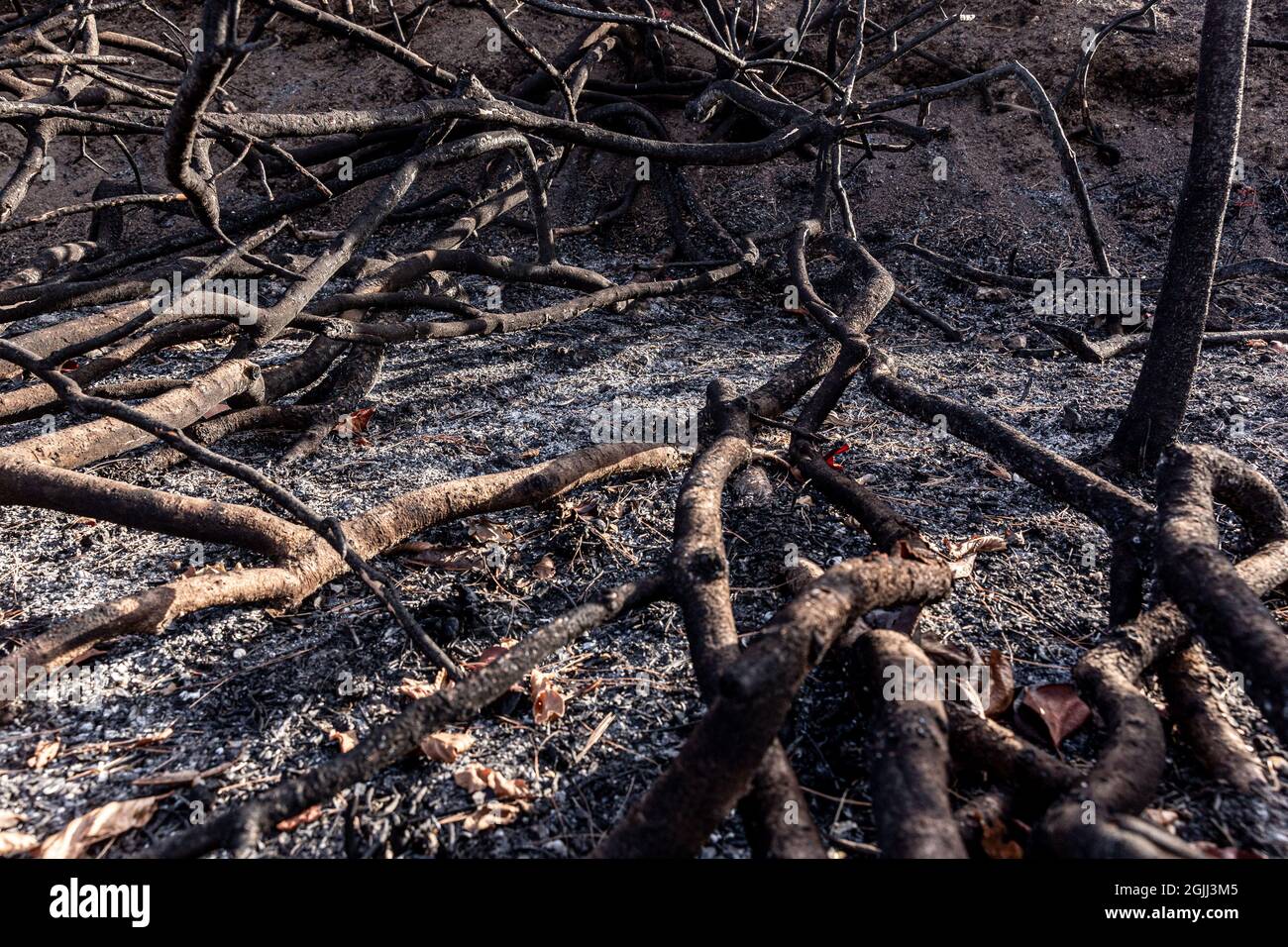 Forests and olive tree plantations near Agia Anna were devastated by ...
