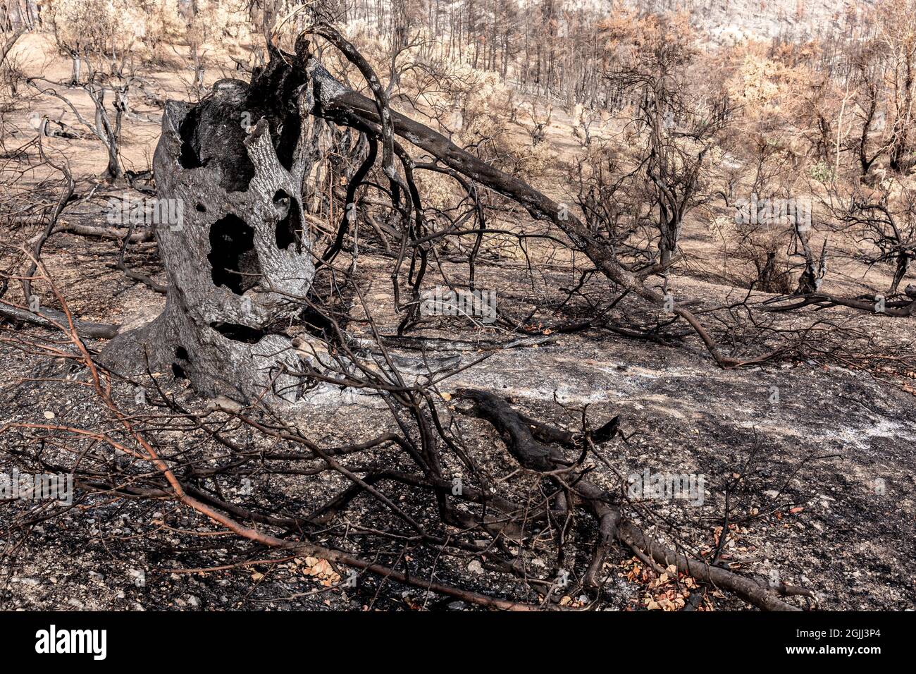 Forests and olive tree plantations near Agia Anna were devastated by ...