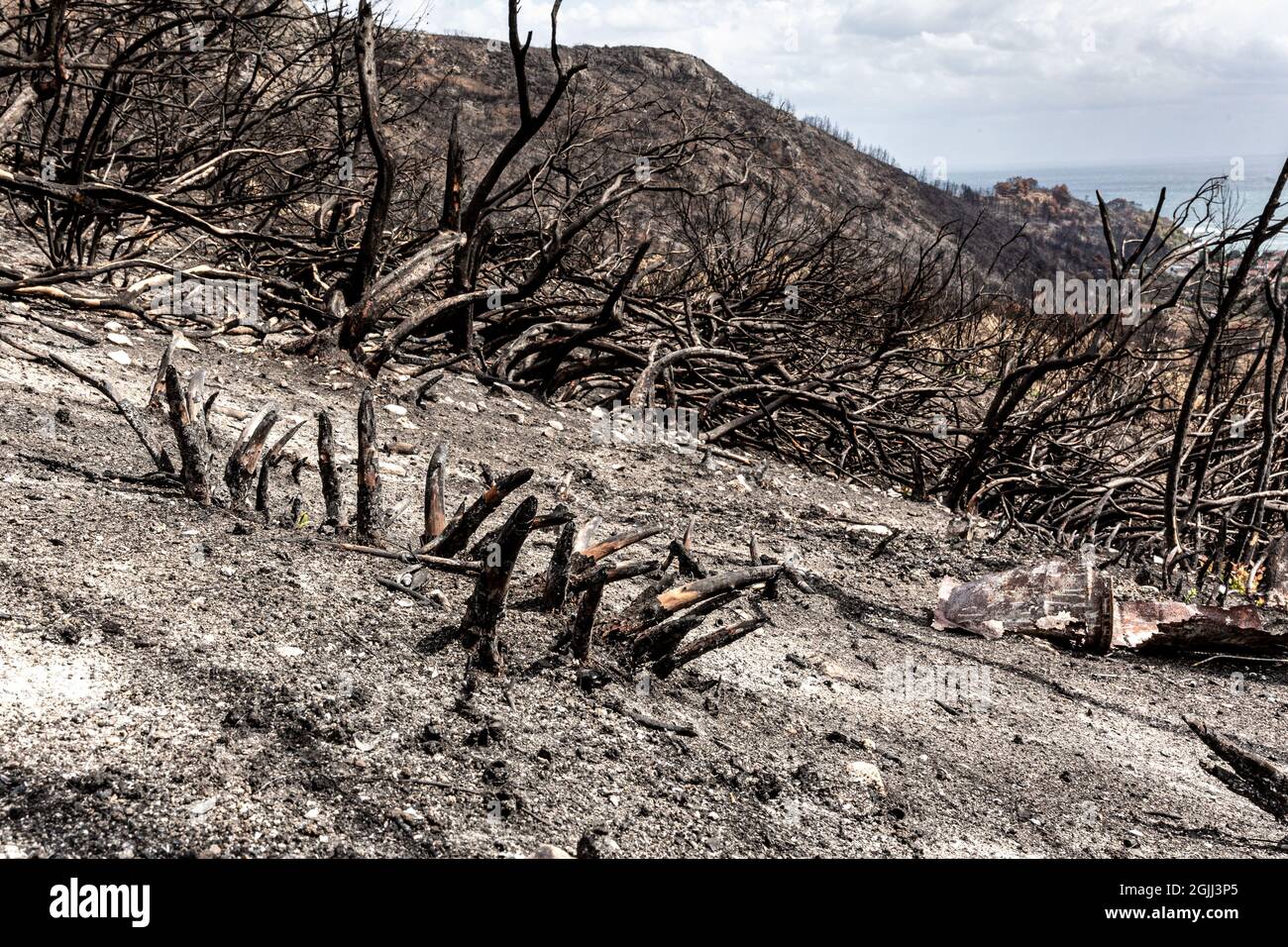 Forests and olive tree plantations near Agia Anna were devastated by ...