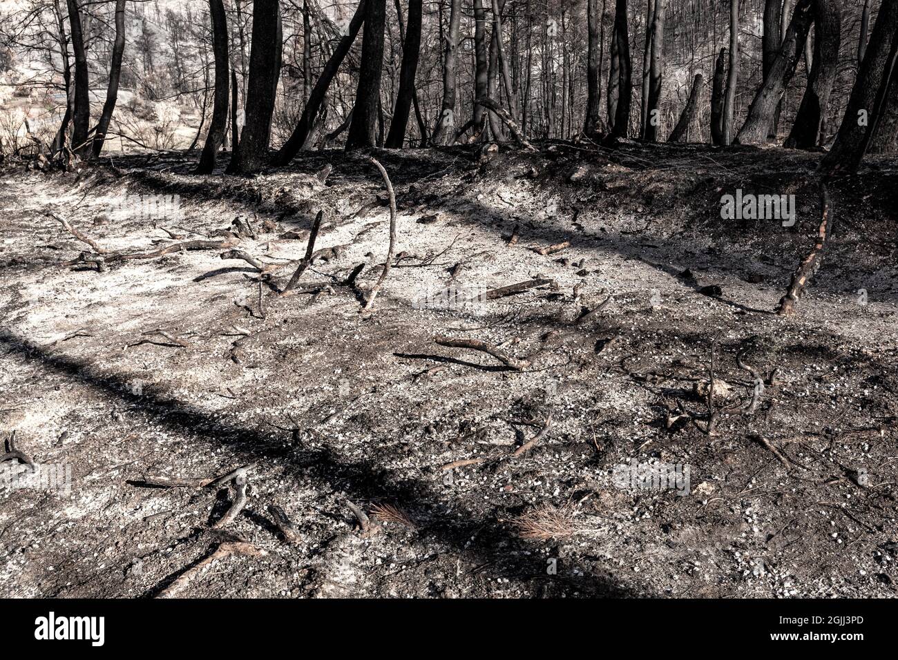 Forests and olive tree plantations near Agia Anna were devastated by ...