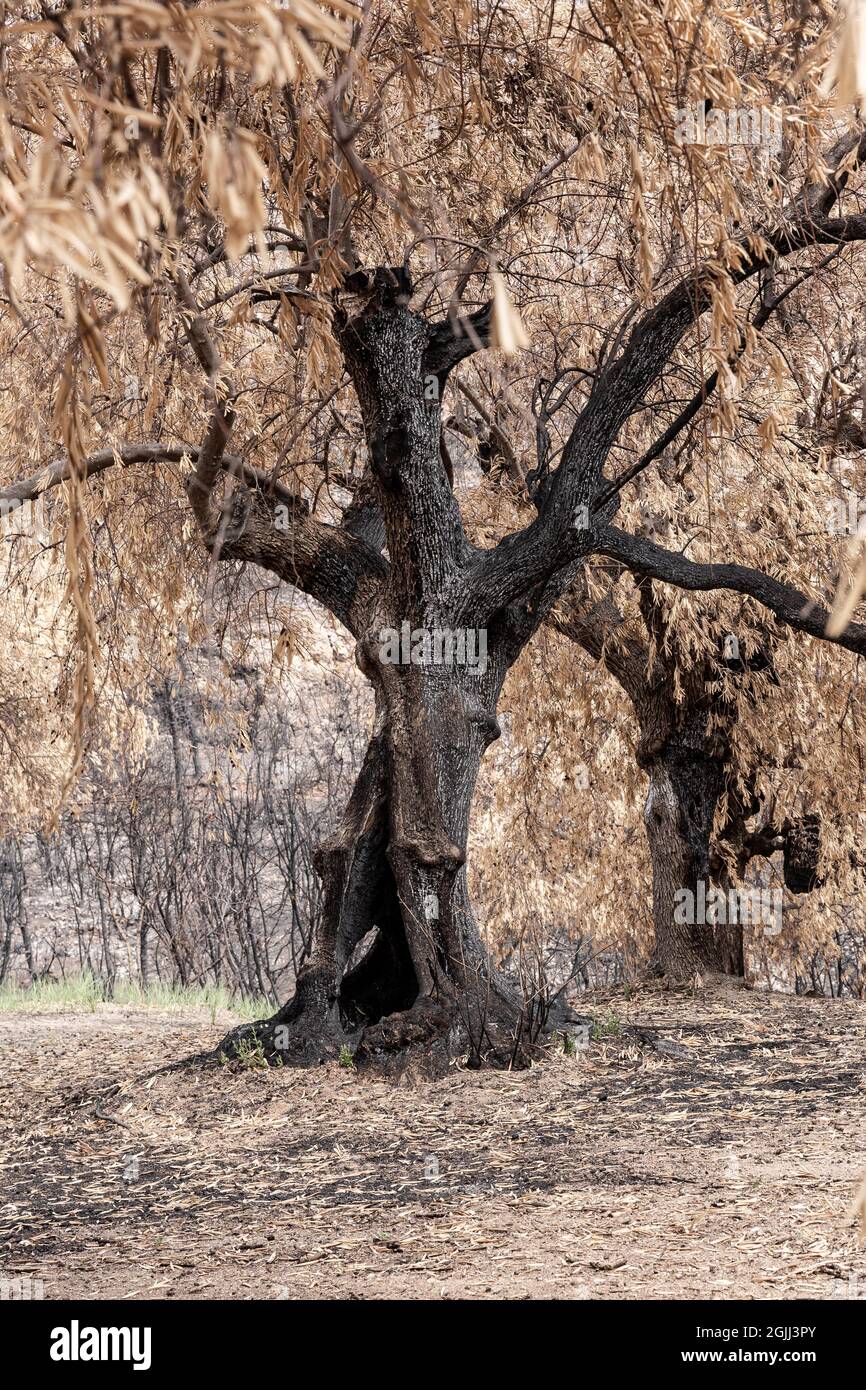 Forests and olive tree plantations near Agia Anna were devastated by ...