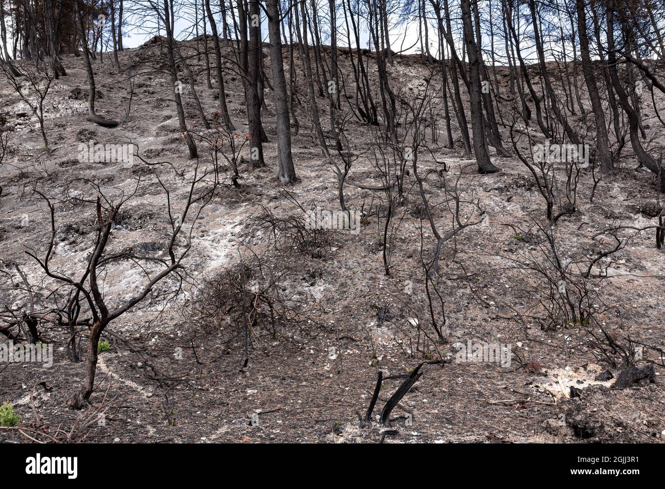 Forests and olive tree plantations near Agia Anna were devastated by ...