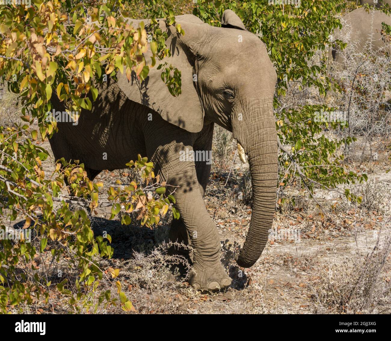 Young female African elephant grazing the desert trees and bushes in ...