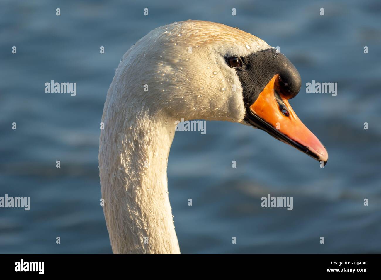 Profile of swan head hi-res stock photography and images - Alamy