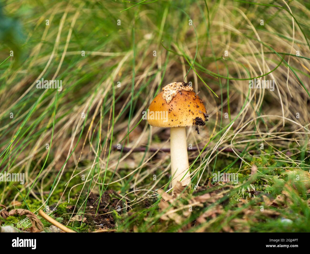 Orange grisette amanita crocea hi-res stock photography and images - Alamy
