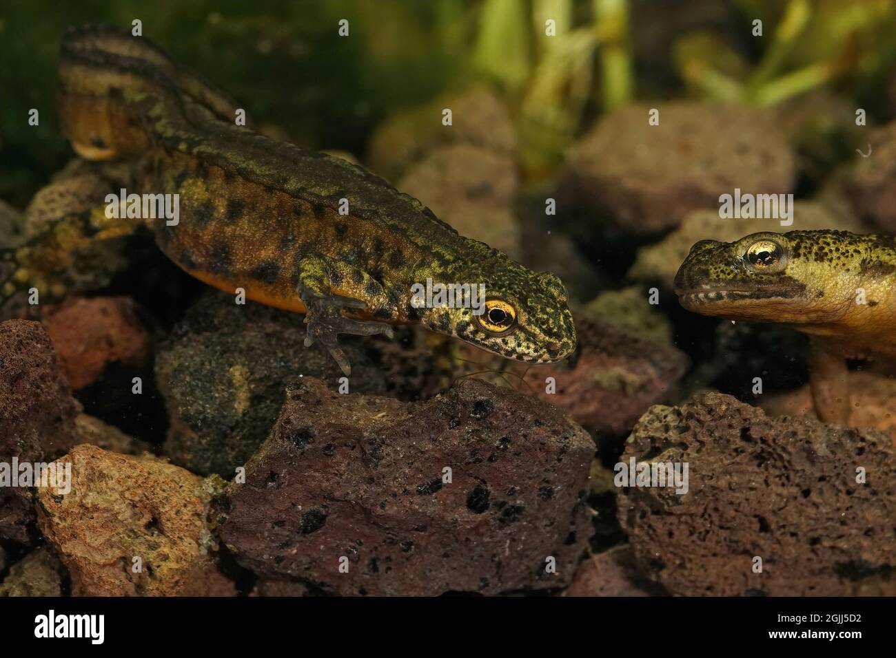 Closeup on a male Carpathian newt, Lissotriton montandoni Stock Photo ...