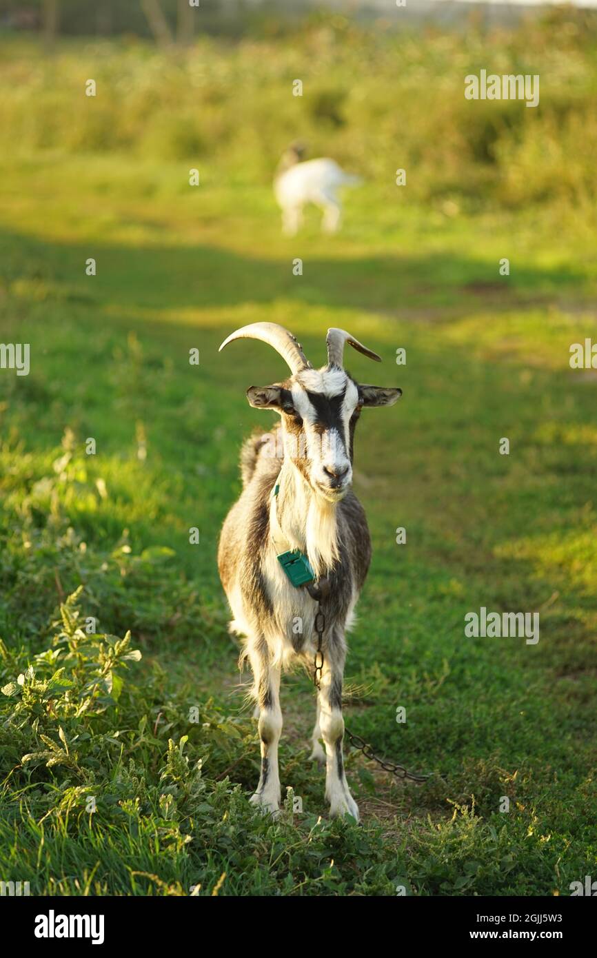 Grey and white goat hi-res stock photography and images - Alamy
