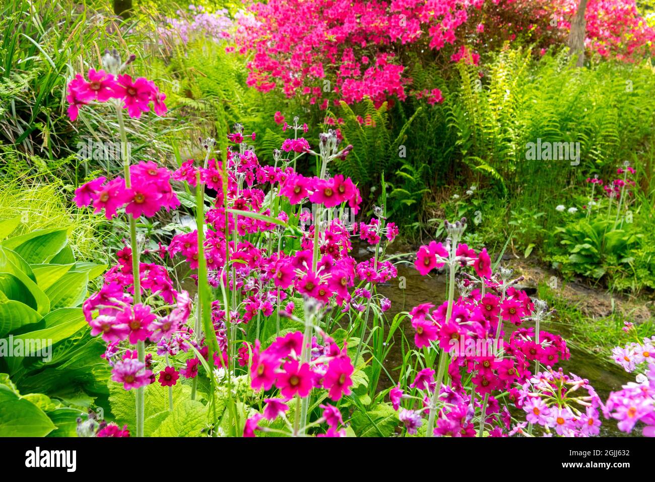Flowers plants spring summer hi-res stock photography and images - Alamy