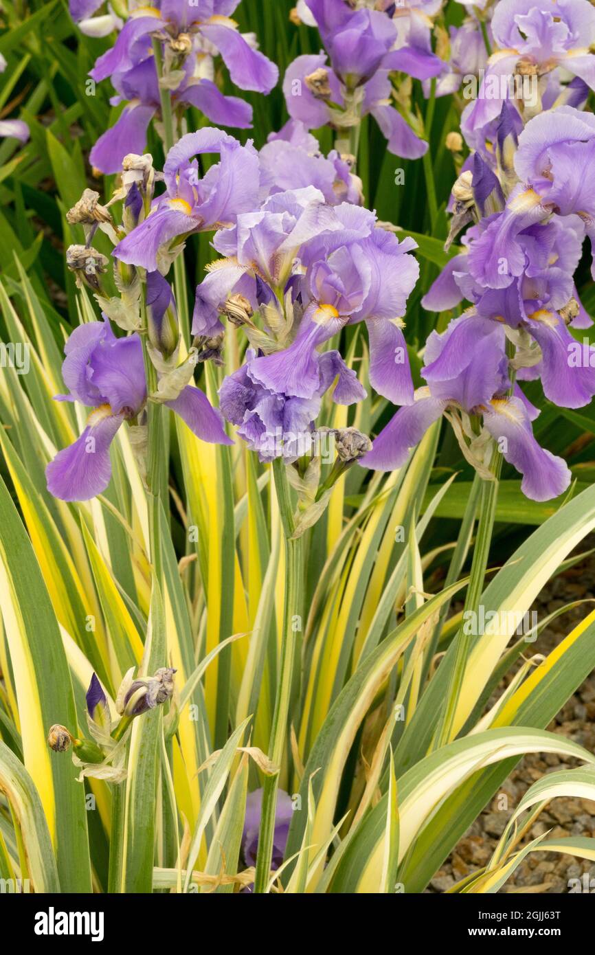 Iris variegata hi-res stock photography and images - Alamy