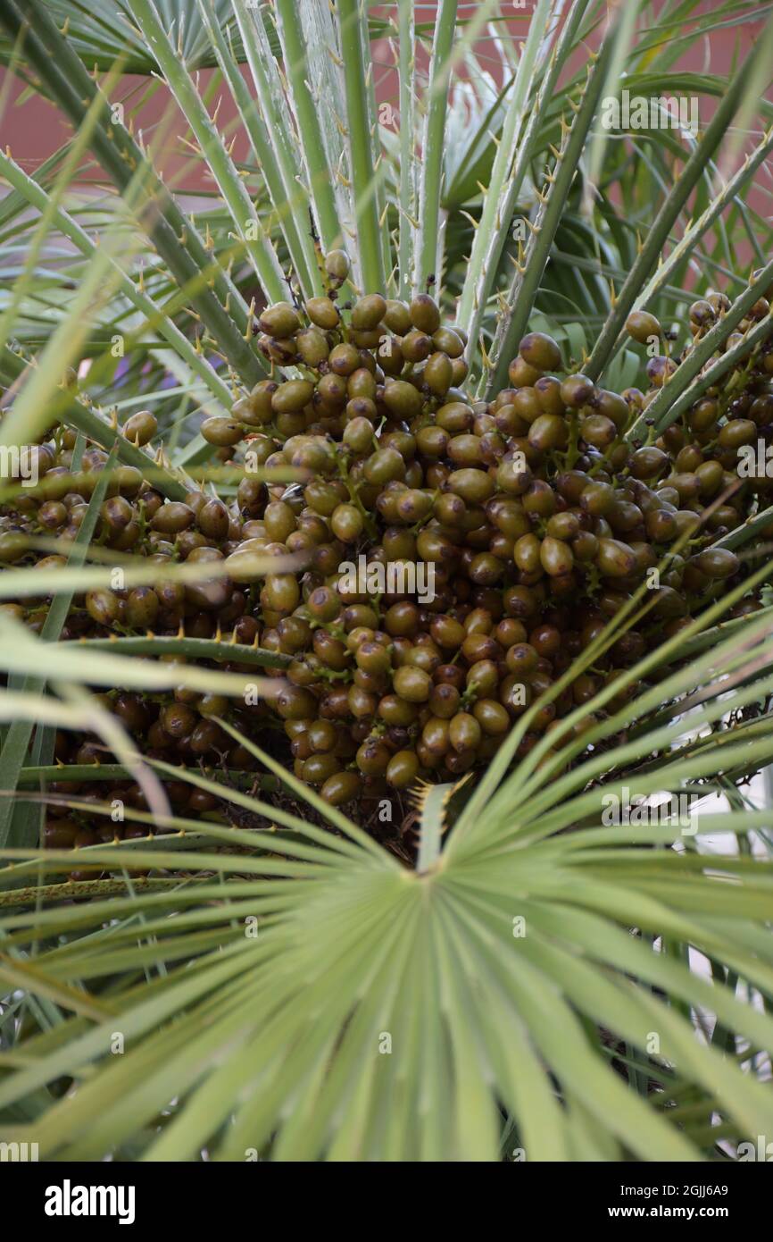 Wild Date Palm High Resolution Stock Photography and Images - Alamy