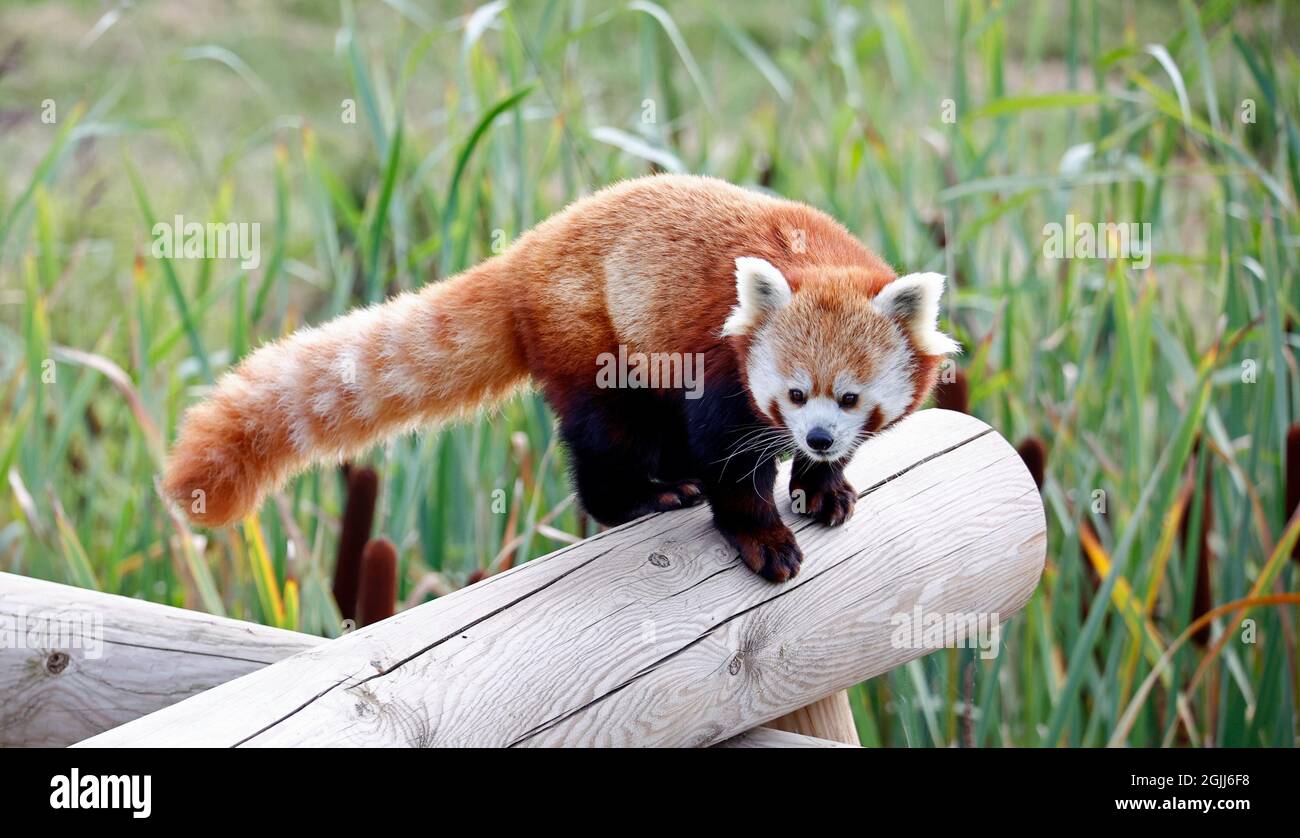Red panda at a wildlife park Stock Photo - Alamy