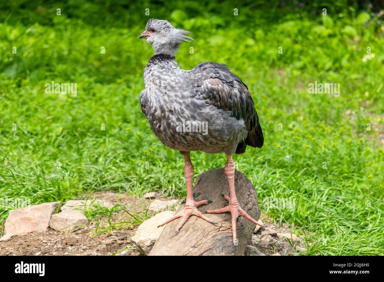 Southern screamer - big water bird, standing on a lying tree trunk ...