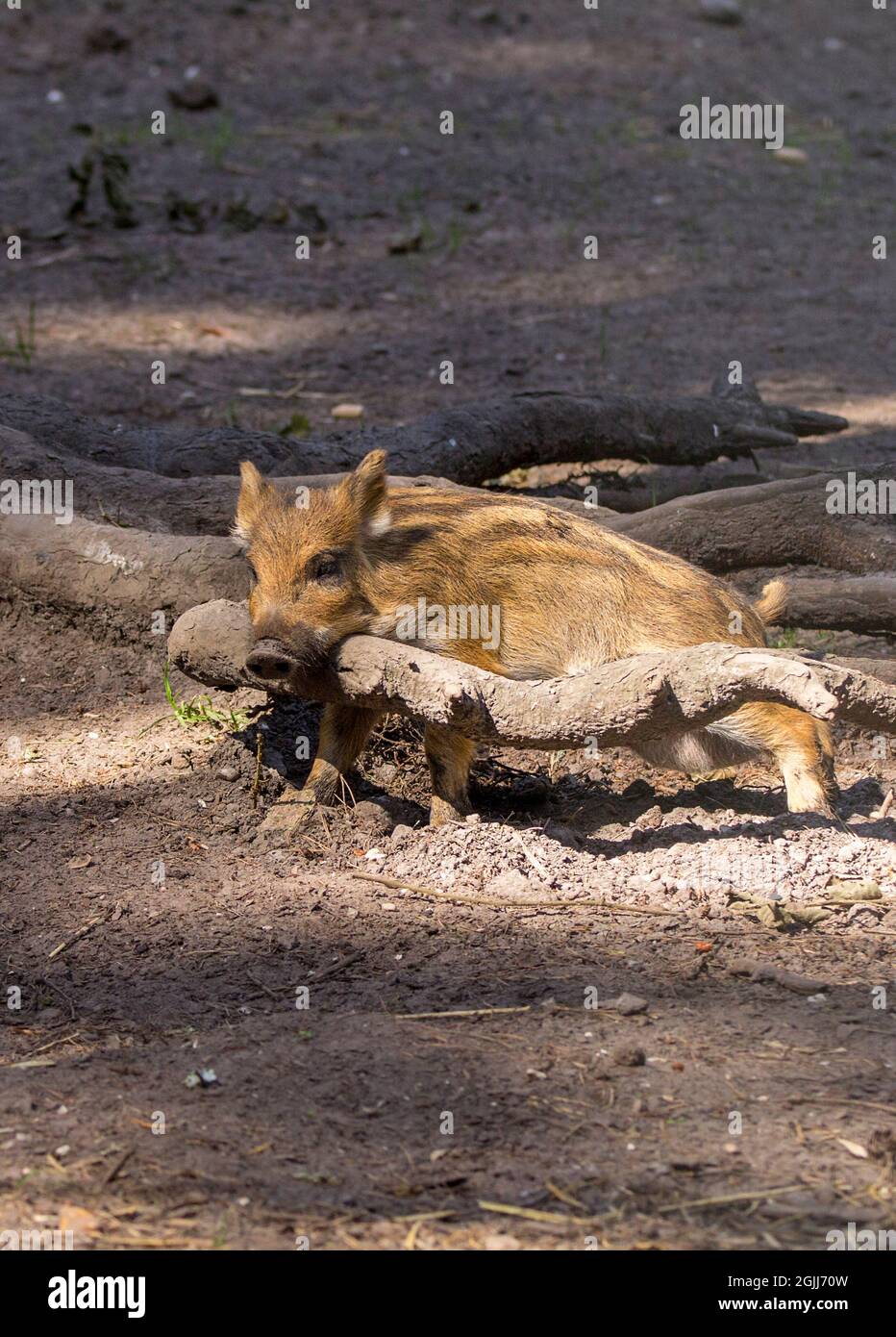 Wild boar piglet (Sus scrofa scrofa) Light brown fur with cream stripes ...