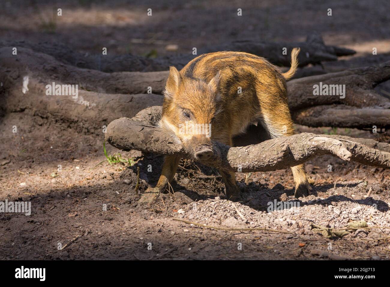 Wild boar piglet (Sus scrofa scrofa) Light brown fur with cream stripes ...
