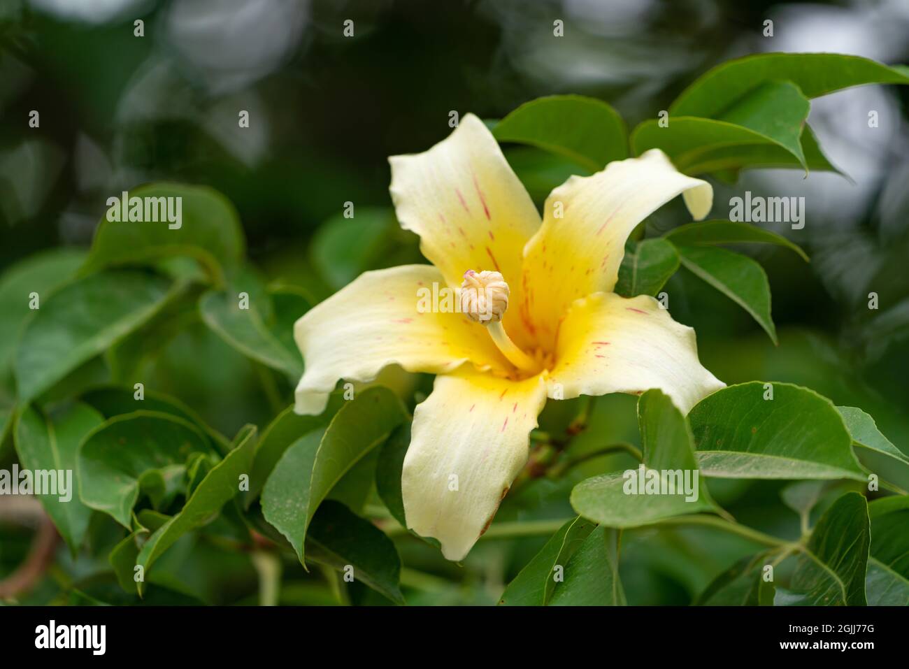 Baobab tree flower Stock Photo - Alamy