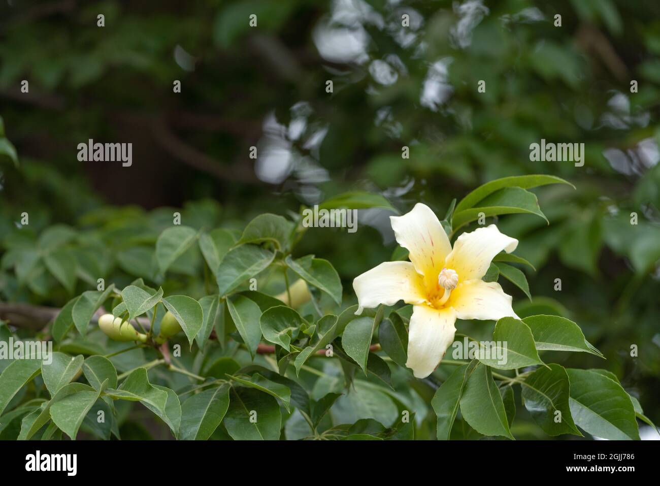 Baobab tree flower Stock Photo - Alamy