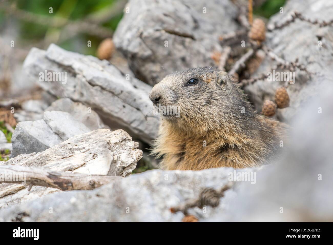 Alpine marmot (Marmota marmota) at the entrance to his burrow in the rocks, Valais alps ...