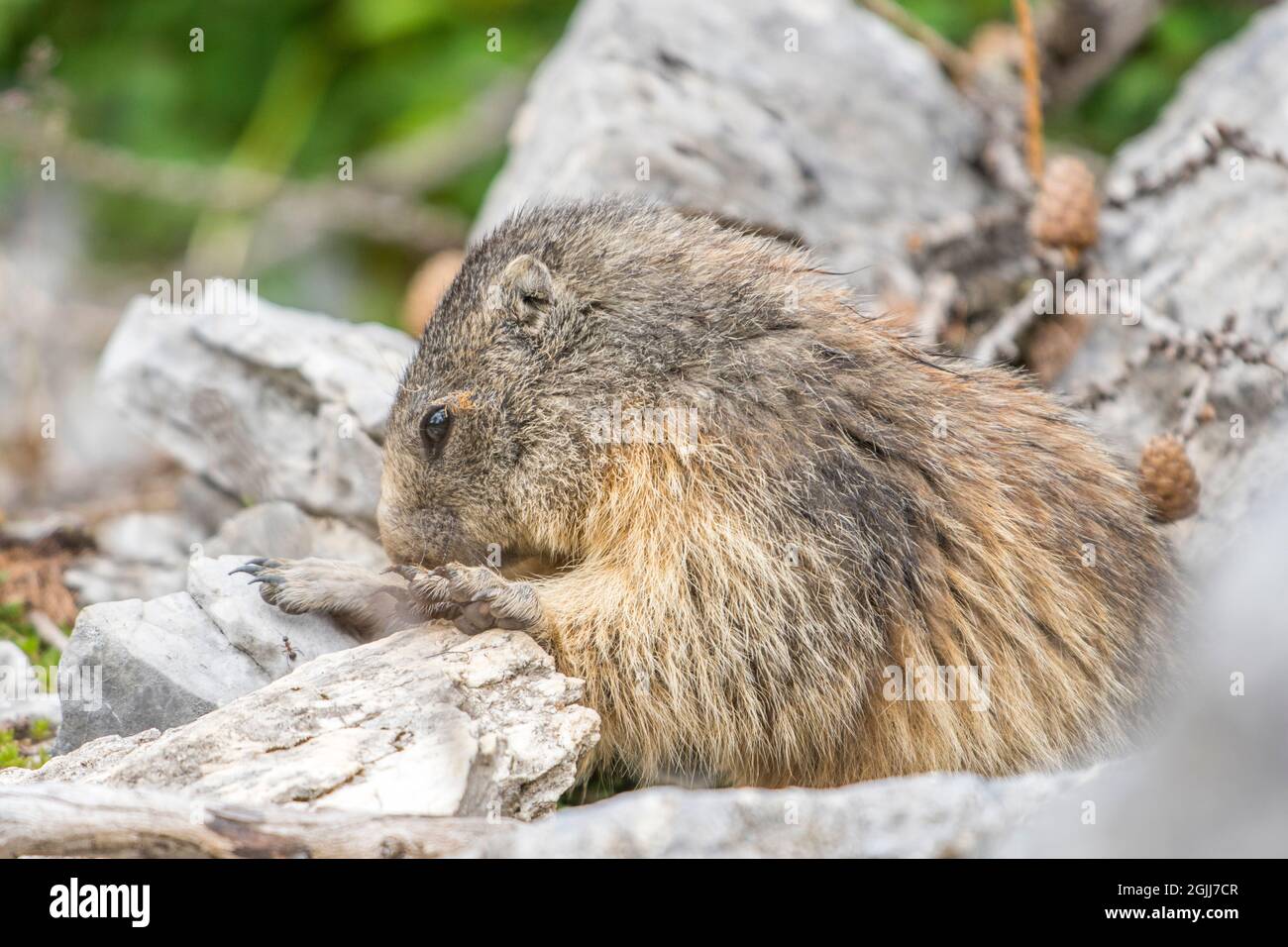 Cleans the paw hi-res stock photography and images - Alamy