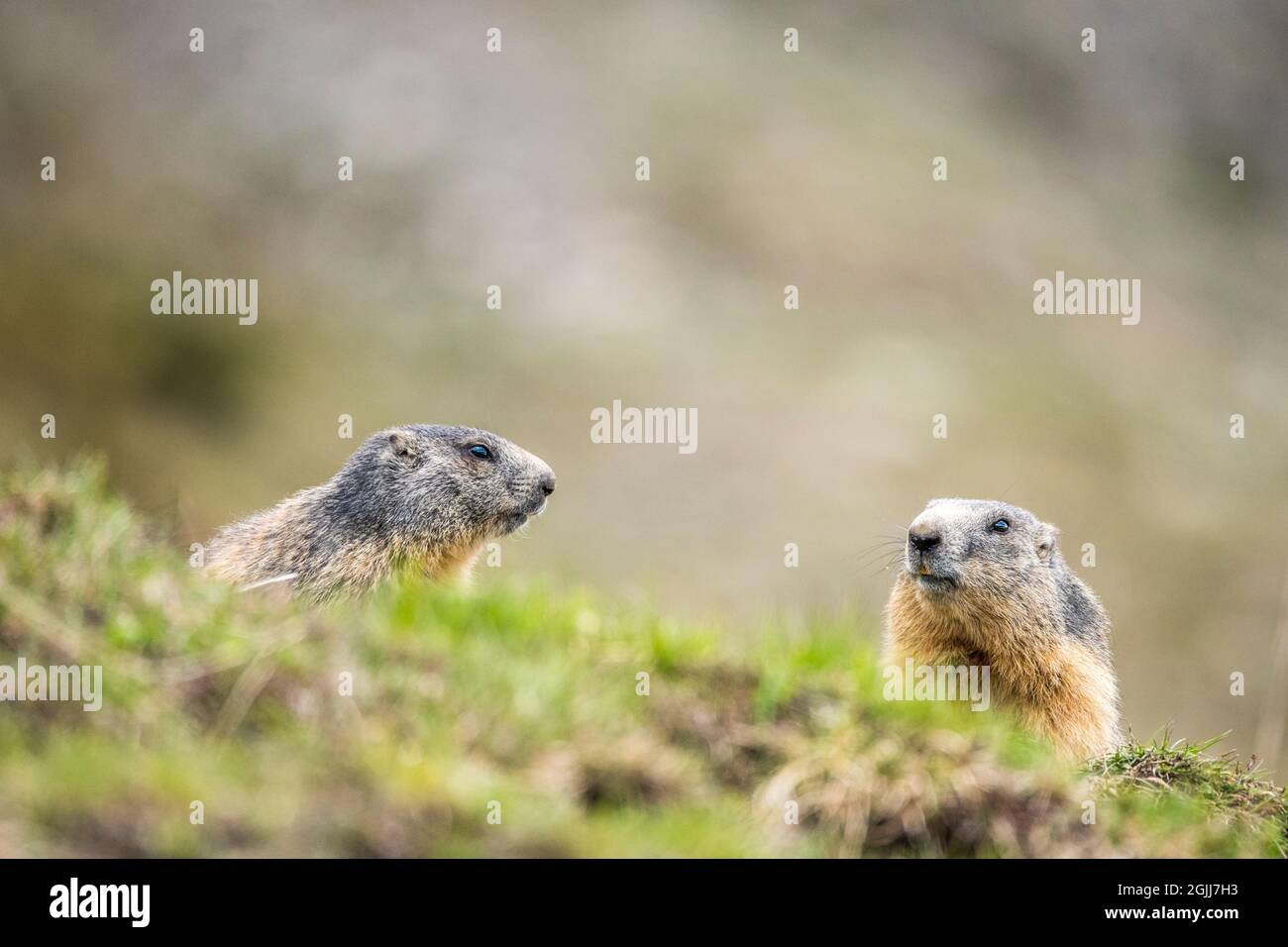 Two Alpine marmots (Marmota marmota), Valais alps, Switzerland Stock Photo - Alamy