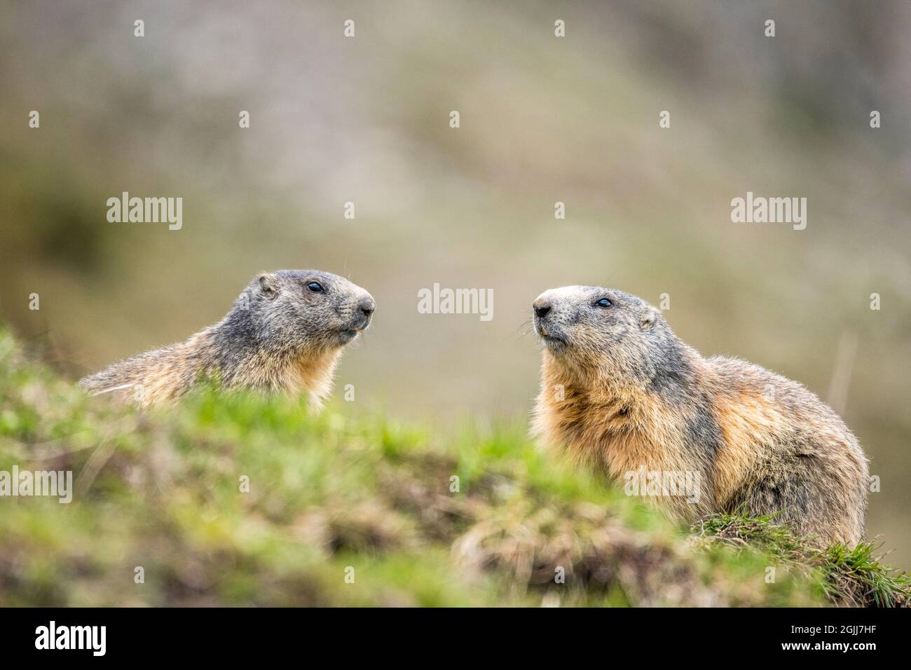 Two Alpine marmots (Marmota marmota), Valais alps, Switzerland Stock Photo - Alamy