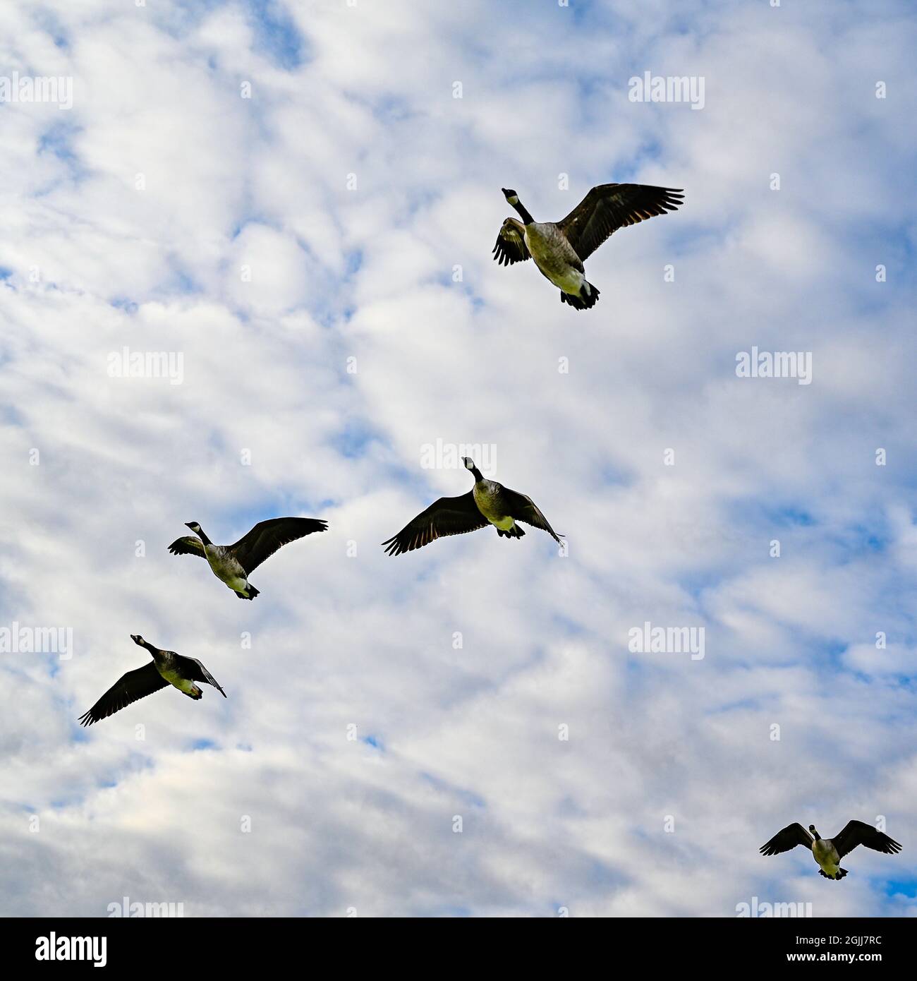 Wild geese flying under hi-res stock photography and images - Alamy