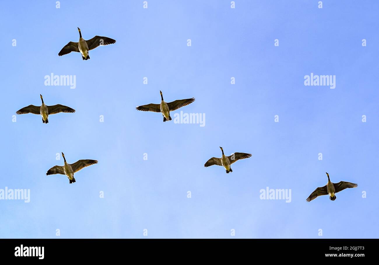 Wild geese flying under hi-res stock photography and images - Alamy
