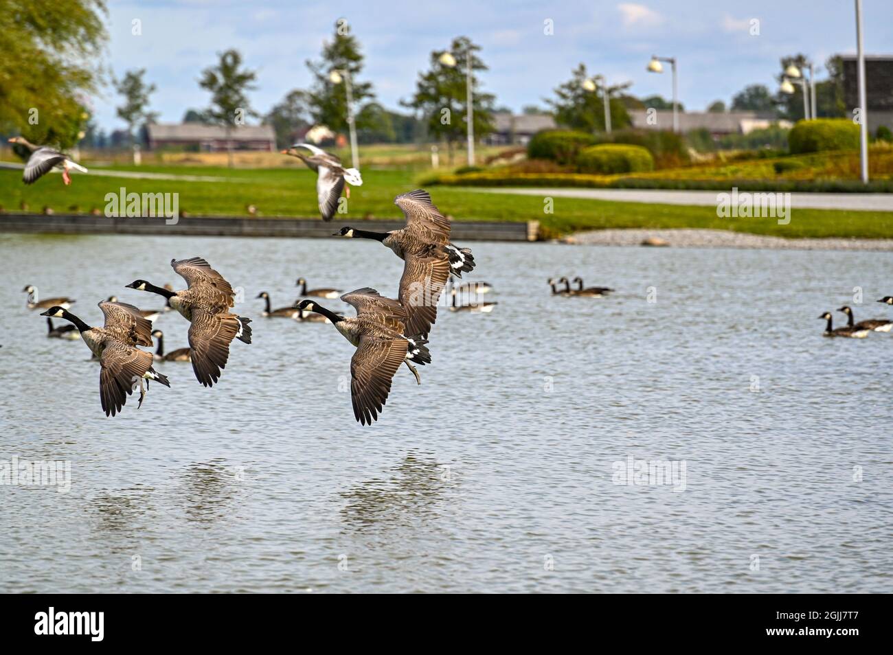 Canada geese landing in pond in public park Stock Photo - Alamy