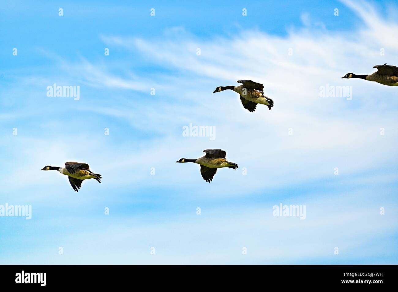 Wild geese flying under hi-res stock photography and images - Alamy