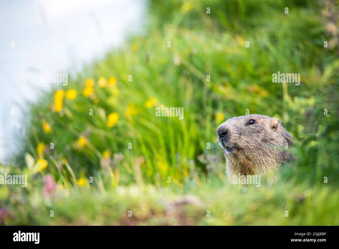 Alpine marmot (Marmota marmota) observes at the entrance of his burrow, Valais alps, Switzerland ...