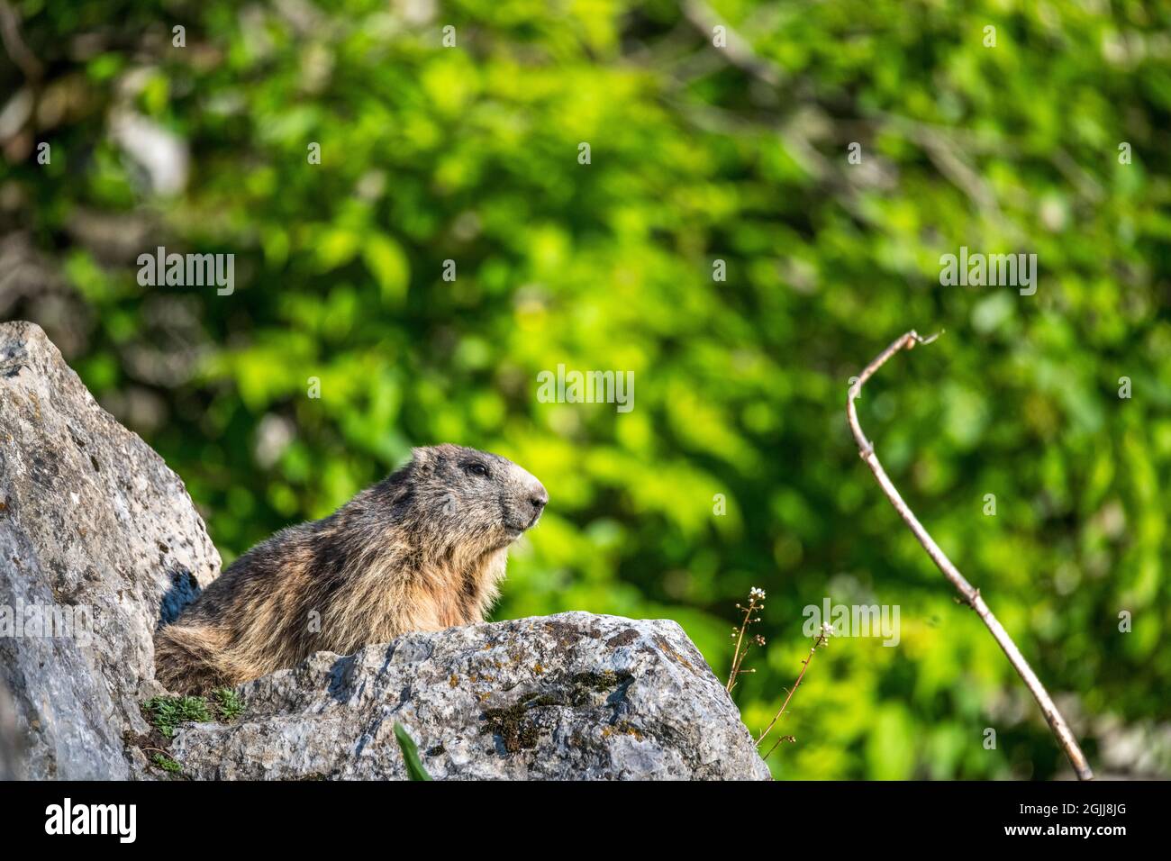 Alpine marmot (Marmota marmota) in the rocks, Valais alps, Switzerland Stock Photo - Alamy