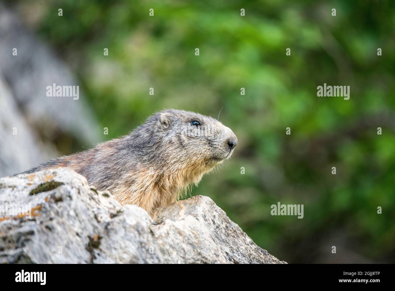 Alpine marmot (Marmota marmota) at the entrance to his burrow in the rocks, Valais alps ...