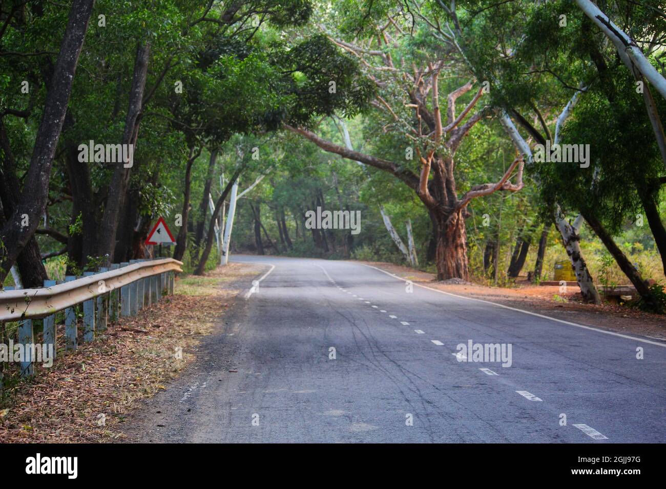 Road in a green forest with tall trees Stock Photo - Alamy