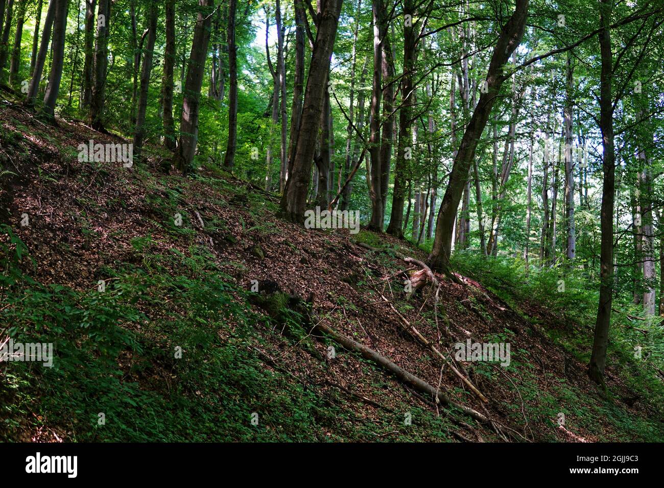 Old untouched forest with tall trees Stock Photo - Alamy