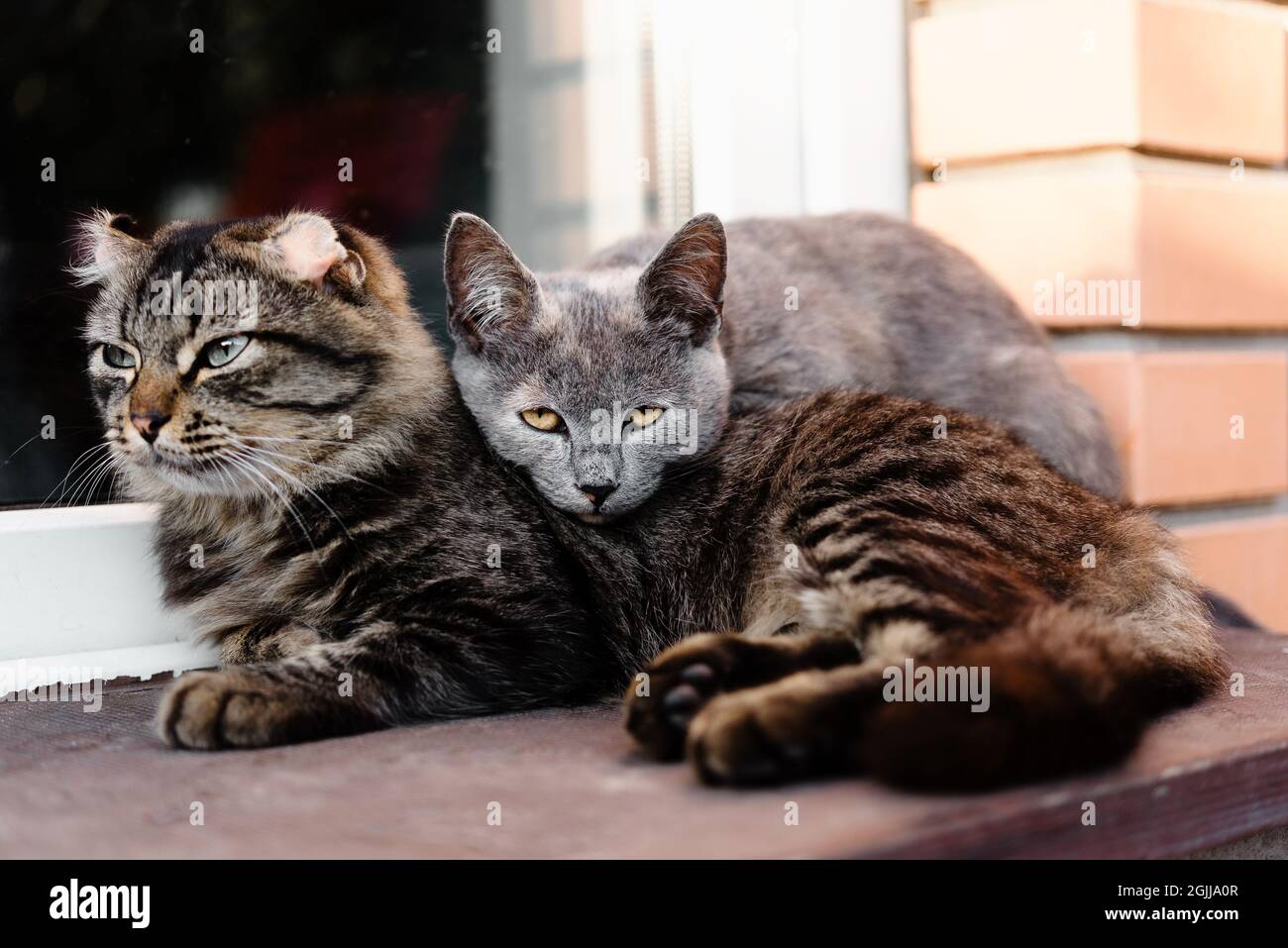 Two cats leaning on each other as friends, cats friendship Stock Photo ...