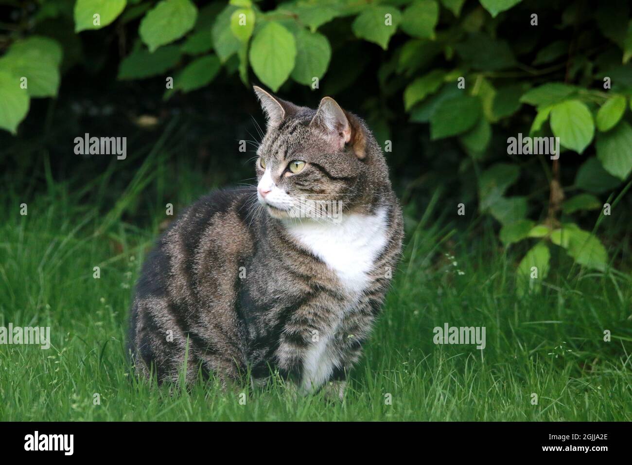 Gray tabby cat relaxing on the green grass Stock Photo - Alamy