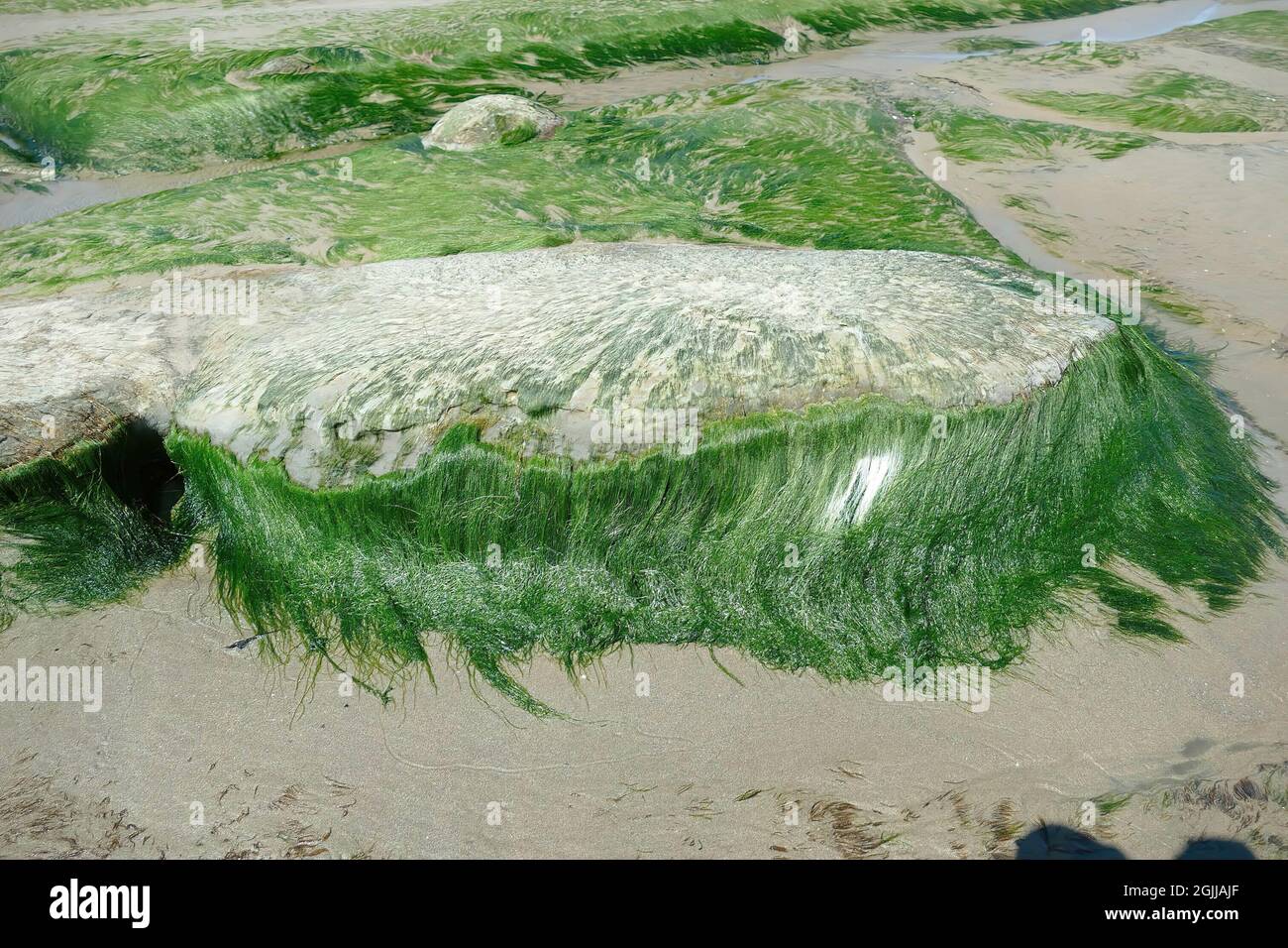 Green seaweed grass kelp on the Oregon coast Stock Photo - Alamy