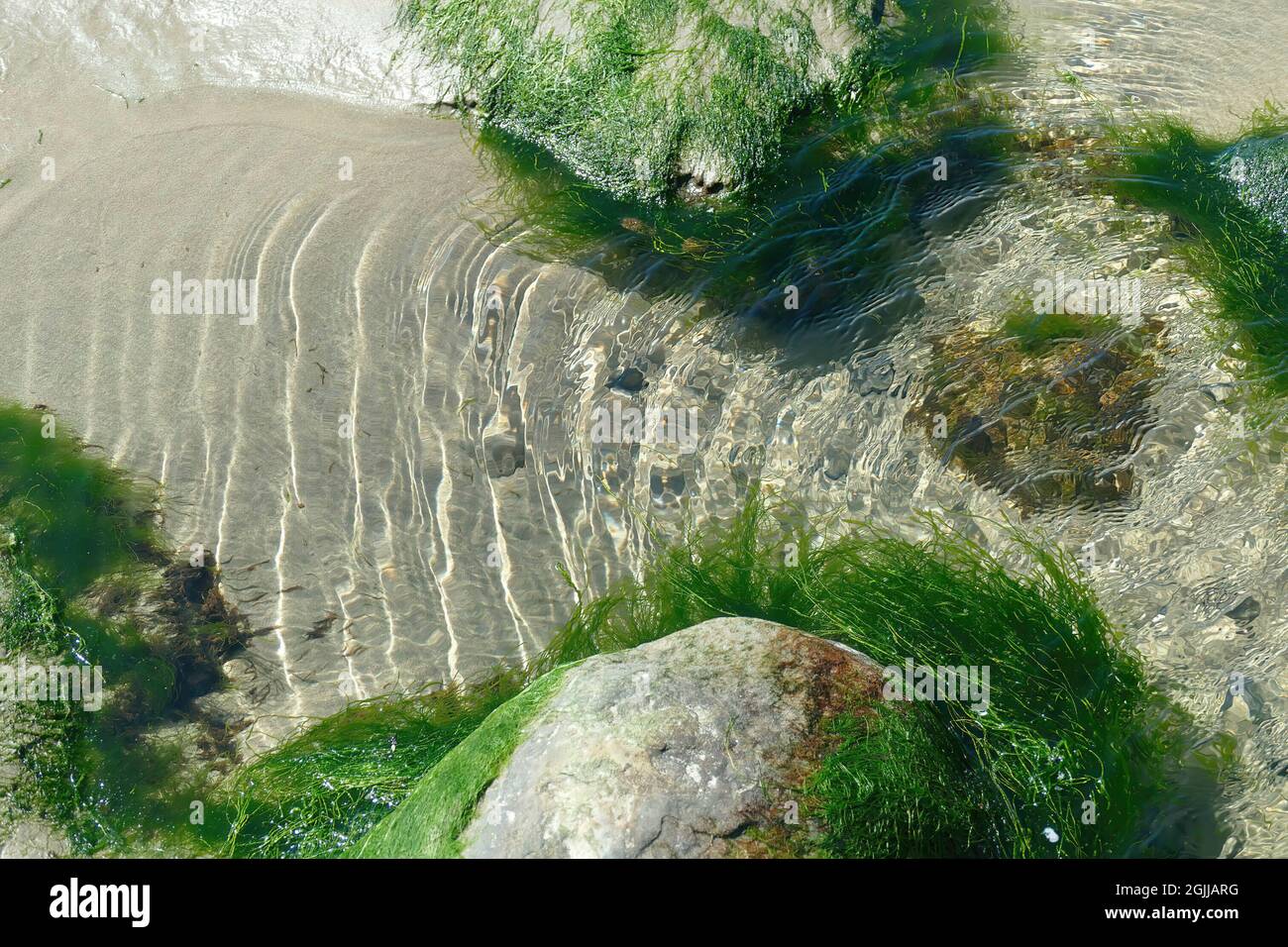 Green seaweed grass kelp on the Oregon coast Stock Photo - Alamy