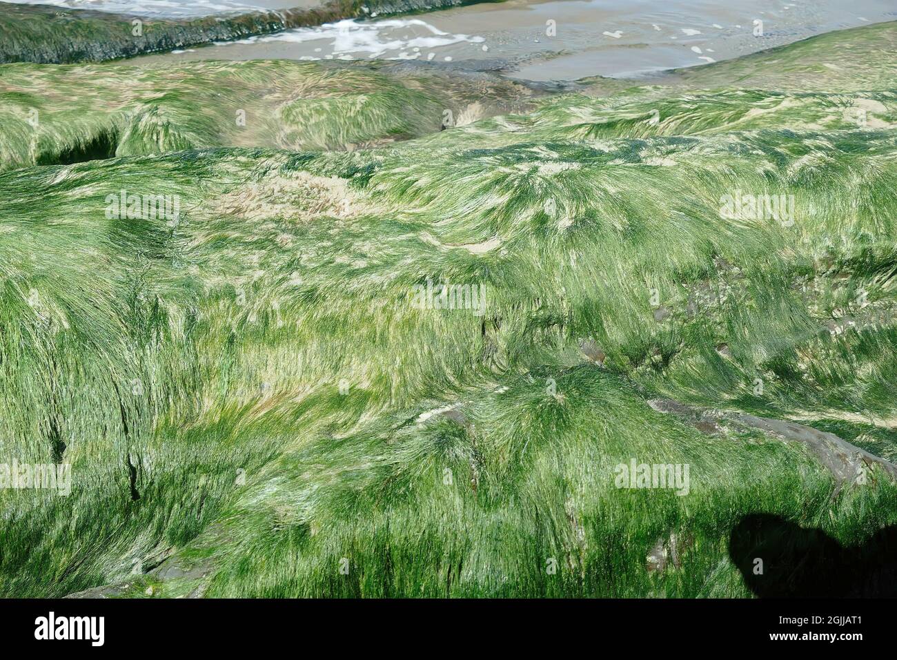 Green seaweed grass kelp on the Oregon coast Stock Photo - Alamy