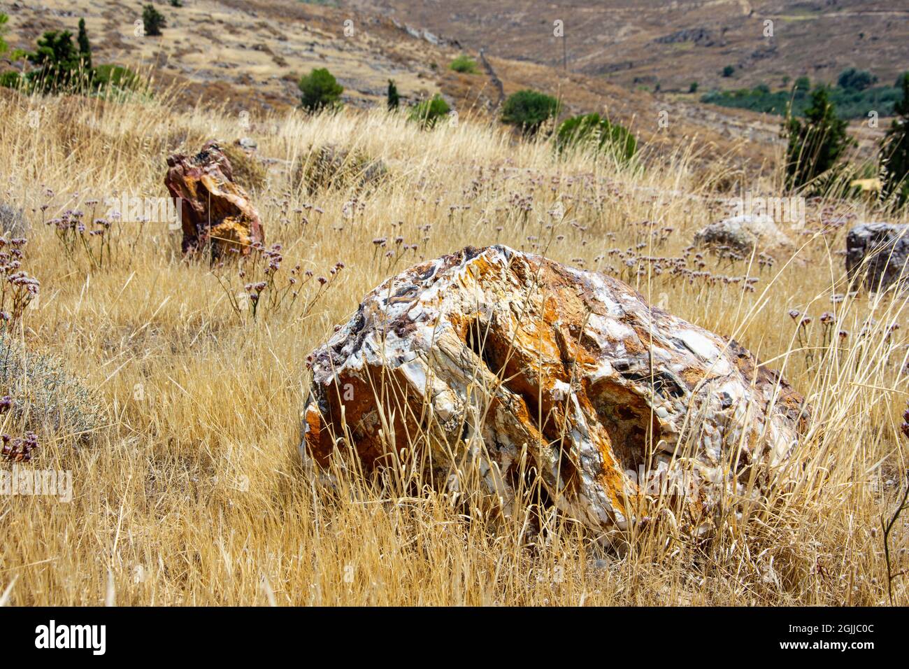 Petrified wood tree trunk petrified hi-res stock photography and images ...