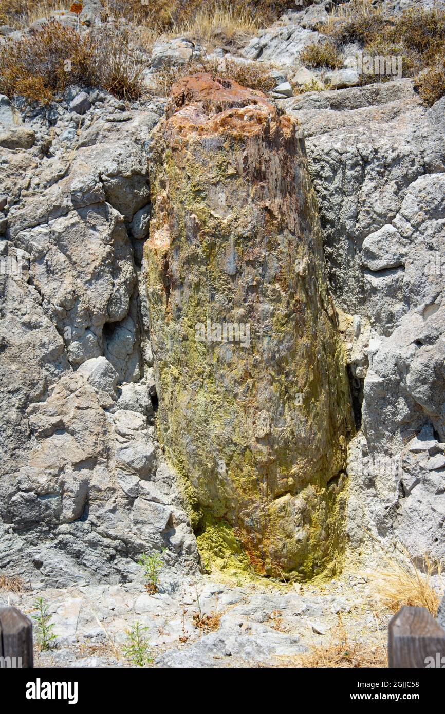 Petrified trees hi-res stock photography and images - Alamy
