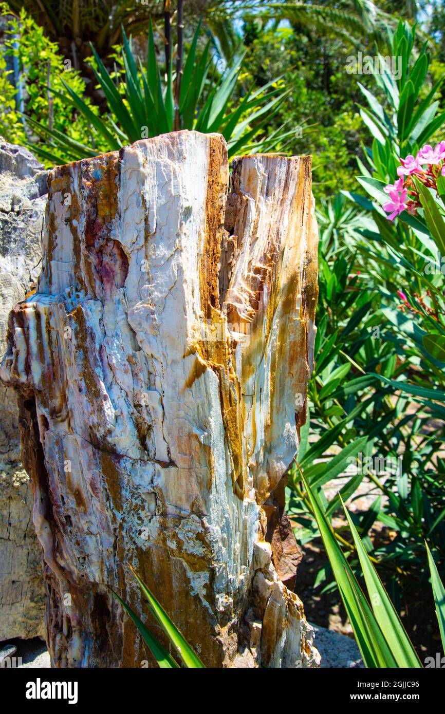 Petrified tree's trunk at the national park of Lesvos island, Greece ...
