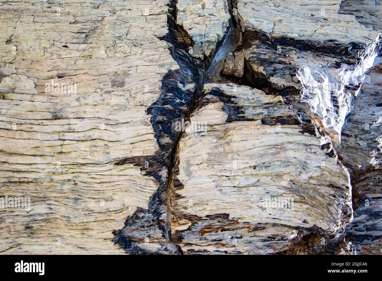 Petrified tree's trunk at the national park of Lesvos island, Greece ...
